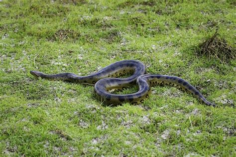 Anaconda 2025 Incredible Facts Habitat Diet And More