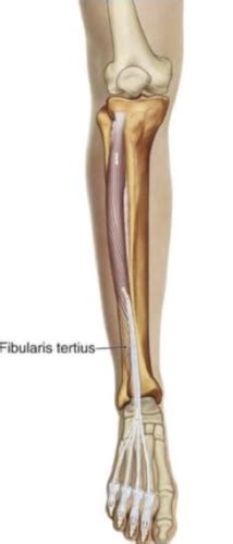 Anterior Muscles Of The Leg Flashcards Quizlet