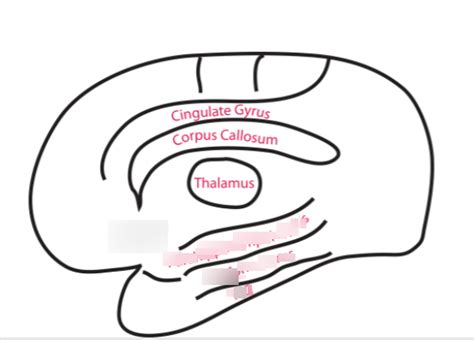 Diagram Of Temporal Lobe Medial View Quizlet