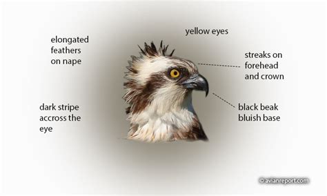 Osprey Appearance And Identification