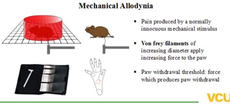 Lecture 1 Diagnosis Flashcards Quizlet