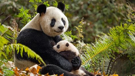 The Real Reason China Once Ted Giant Pandas To Other Countries