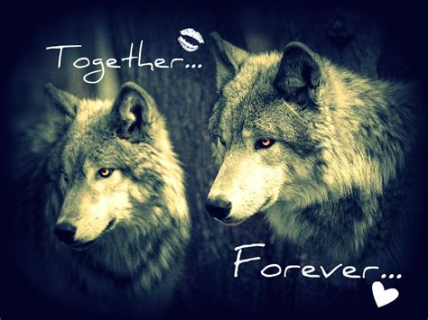 🔥 40 Wolves In Love Wallpapers Wallpapersafari