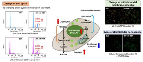 Cellular Senescence Detection Kit Spider βgal Nagase Thailand