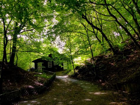 Tree Of Truth Com Welcome To My Site