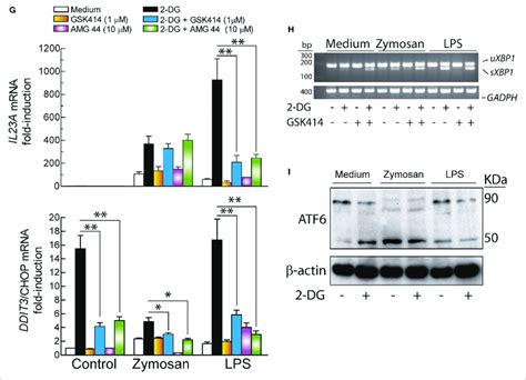Unfolded Protein Response Upr And Cytokine Expression A Time