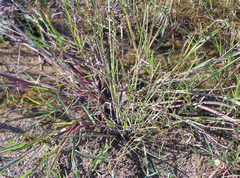 Cyperus Glaber Kösnüotu Kocaeli Bitkileri