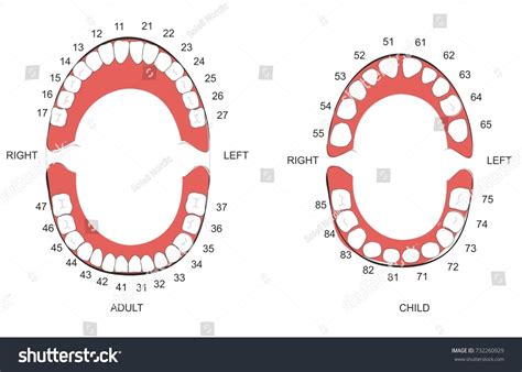 Tooth Map Numbering System Ilustración De Stock 732260929 Shutterstock