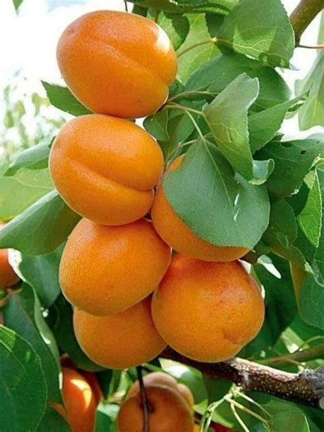 Complete Guide To Dwarf Miniature Fruit Trees Artofit