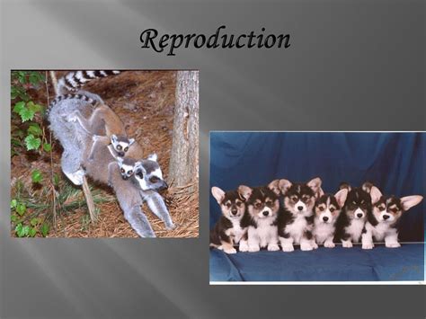 Reproduction. - ppt download