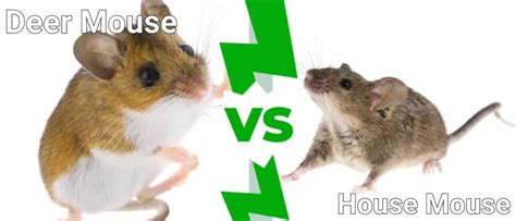 Deer Mouse Vs House Mouse Whats The Difference Giau