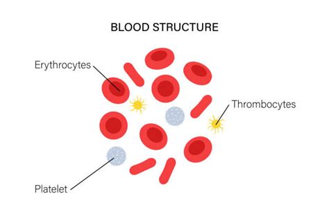 Thrombocytes Structure