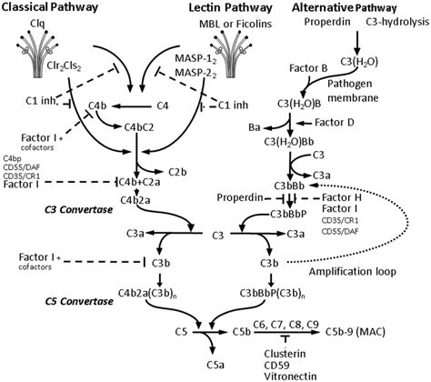 Activation Of The Complement Cascade Activation Of All Three C