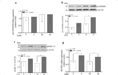 Lycopene Increases β Catenin Pherk And Runx2 Protein Expression Levels