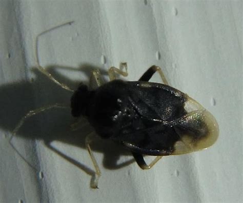Tiny Plant Bug Bugguidenet