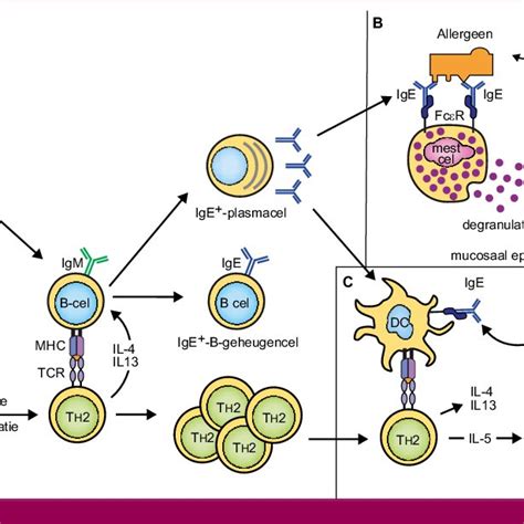 Pdf The Origin Of Specific Ige Memory B Cells And Plasma Cells
