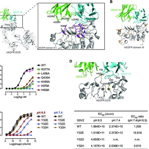 Spr Analysis Of The Binding Affinity And Ph Dependency Of G532 And G532 Download Scientific
