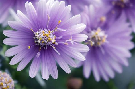 Premium Photo Ai Generated Illustration Of Beautiful Aster Flowers
