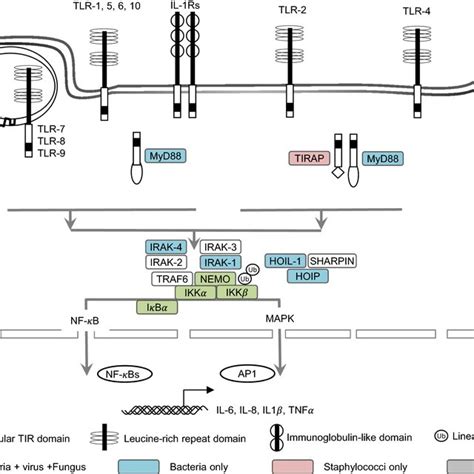 Tir Domain Containing Proteins In The Tlr Il 1r Pathways Activated Download Scientific Diagram