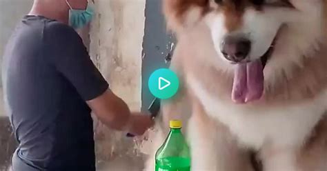 The Big Lad Album On Imgur