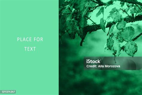 트렌디 한 색상의 잎과 분기 네오 민트 새로운 민트 색상의 수분이 많은 톤 생생한 색상으로 추상 밝은 녹색 배경입니다 설계를 위해 공간 레이아웃을 복사합니다 0명에 대한