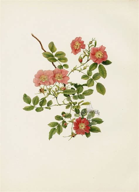 Ellen Willmott Alchetron The Free Social Encyclopedia