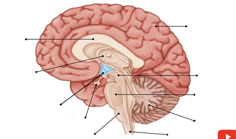 Longitudinal Section Of The Brain Diagram Quizlet