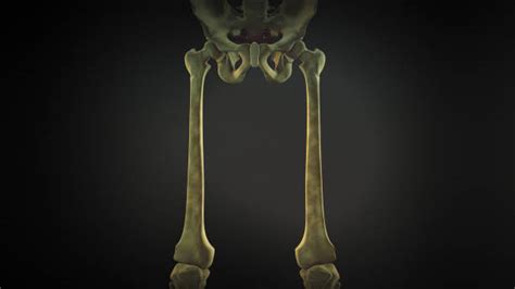 Bone Condyle