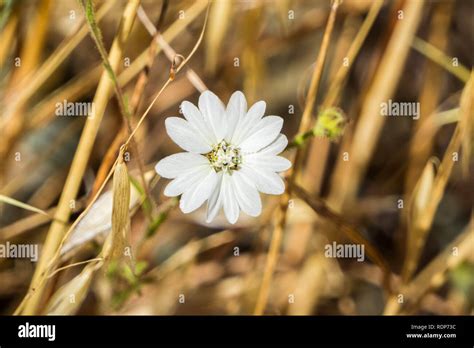 Hayfield Tarweed Hemizonia Congesta Wildflower California Stock