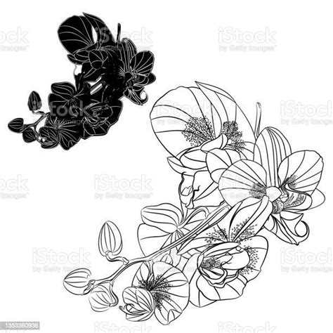오키드 팔래노시스 윤곽과 실루엣세트 네 번째 꽃 에 흰색 배경 빈티지 벡터 편집 일러스트 0명에 대한 스톡 벡터 아트 및 기타 이미지 0명 꽃 나무 꽃 꽃의 구조