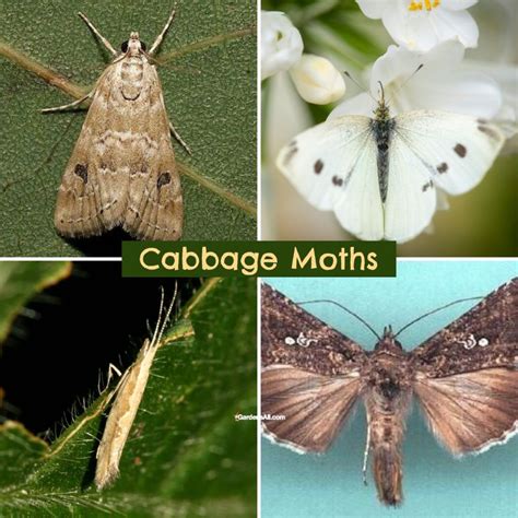 Cabbage Moth Control Prevention And How To Get Rid Of It Gardensall