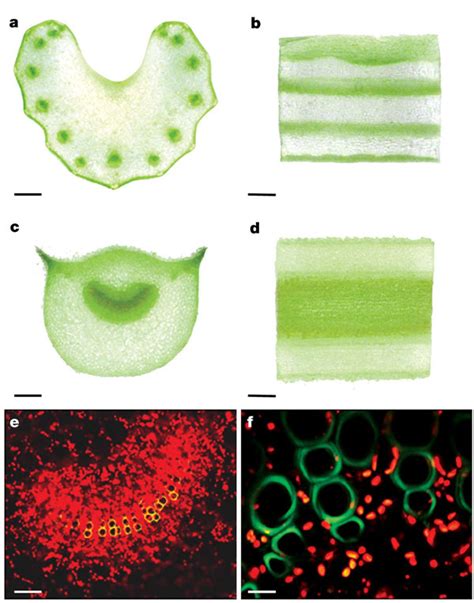 Xylem Celery Experiment