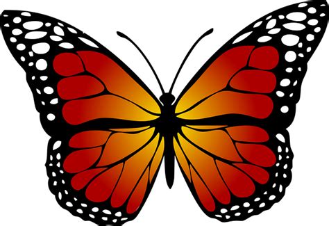 Más De 30 000 Imágenes Gratis De Mariposas Monarca Y Mariposa Pixabay