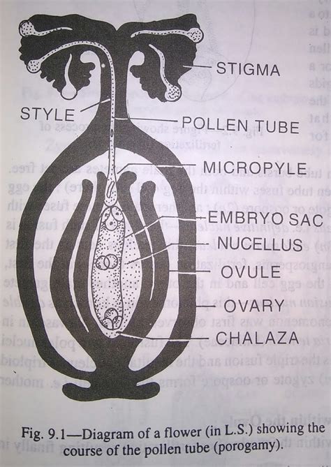 Fertilization In Plants Digieduco