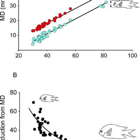 Gape Measurements Of Predators Relative To Maximum Prey Size Gape