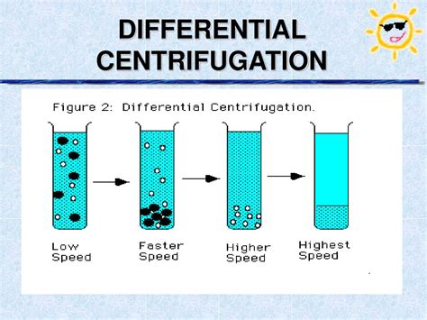 Differential Centrifugation Diagram At Dennis Marquis Blog