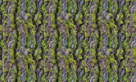 Bark Pattern Is Seamless Texture From Tree For Background Wood Work