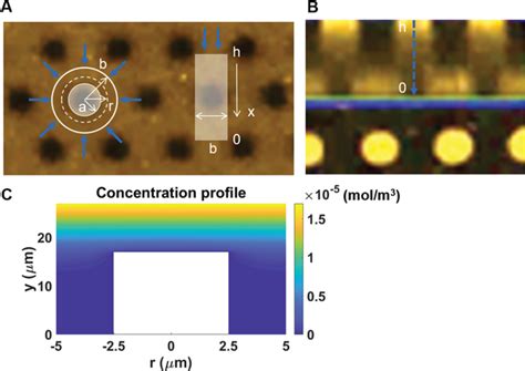 A Hexagonal Unit Cell Used To Parameterize Diffusion In The Pillar