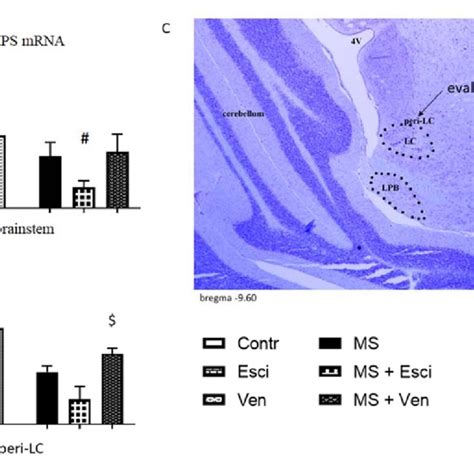 The Effects Of Maternal Separation Ms And Or The Long Term Download Scientific Diagram