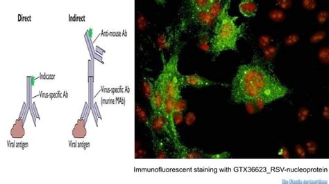 Virus Culture And Cytopathic Effect Pptx Biological Sciences Science