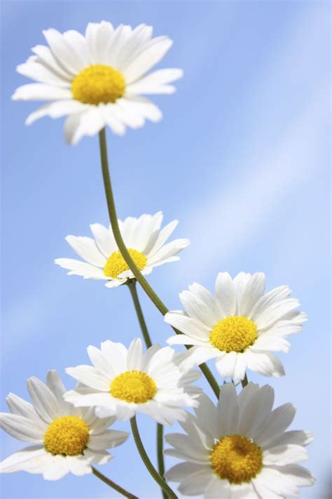 19 Fascinating Facts About Daisies That Prove Theyre Not As Basic As They Look Plantisima