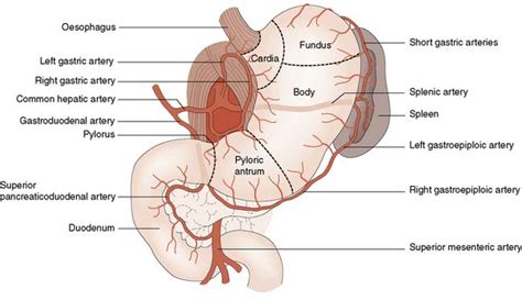 The Oesophagus Stomach And Duodenum Basicmedical Key