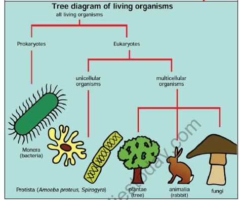 Diversity In Living Organisms Class 9 Science Exam Notes