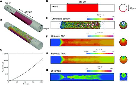 Simulation Results Of Platelet Aggregation Under Flow In A Cylindrical