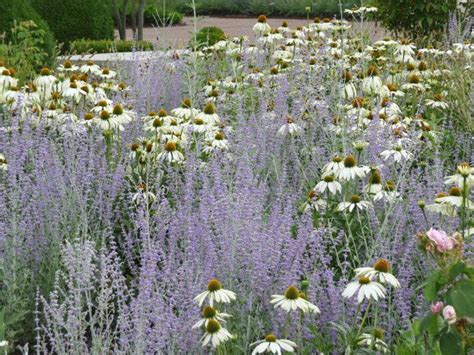Hasse Wester Nordfjell Echinacea Prairie Garden Garden Design Dry Garden
