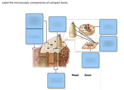 Compact Bone Diagram Quizlet Compact Bone Diagram Quizlet