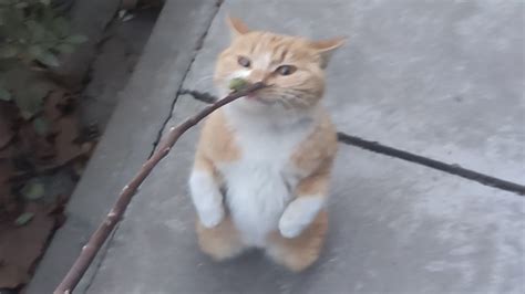 生活不易，猫猫卖艺 Youtube