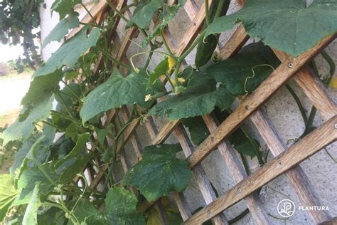 Cucumber Trellis Benefits Ideas And Diy Plantura