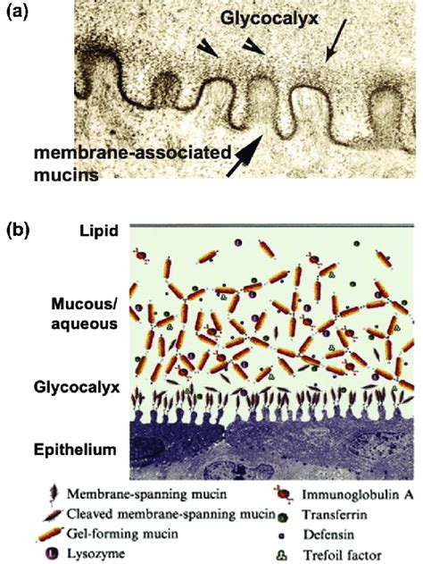 A Microstructure Of Surface Of The Conjunctiva Epithelium Observed Download Scientific