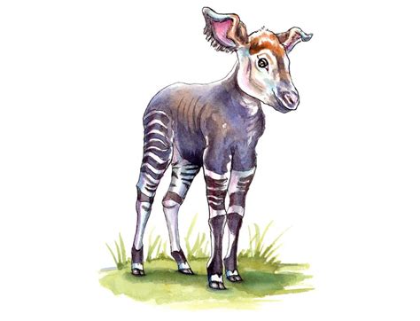 Okapi Drawing